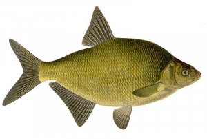 Best 10 popular fish in Ukrainian cuisine - Etnocook