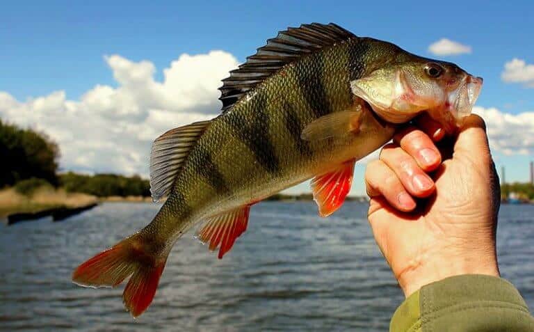 Best 10 popular fish in Ukrainian cuisine - Etnocook