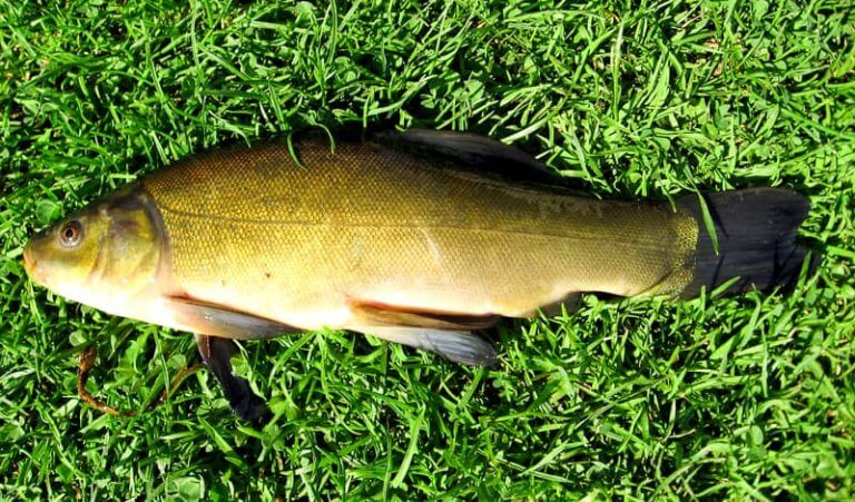 Best 10 popular fish in Ukrainian cuisine - Etnocook