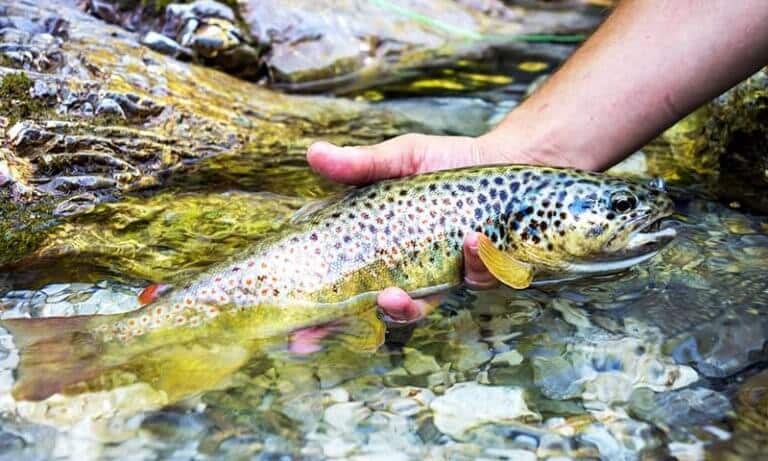 Best 10 popular fish in Ukrainian cuisine - Etnocook