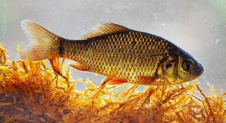 Best 10 popular fish in Ukrainian cuisine - Etnocook