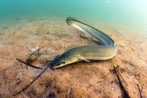 Best 10 popular fish in Ukrainian cuisine - Etnocook